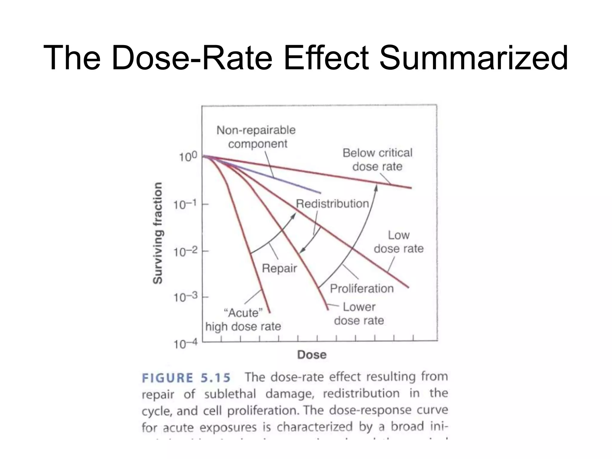 Chap 5 fractionated radiation and the dose rate effect | PPTX
