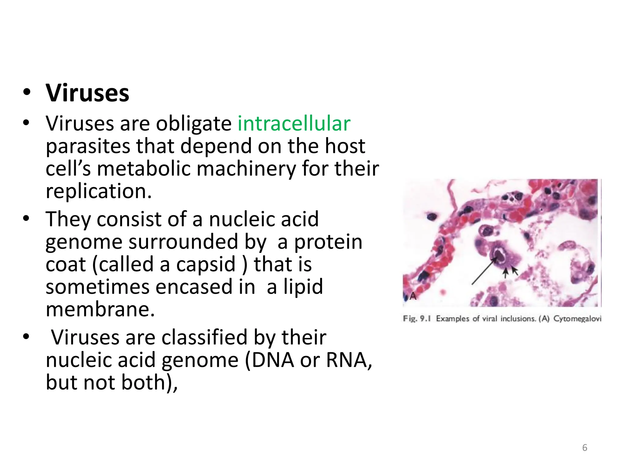 chap 5 infectious diseases ( pathology) .pdf