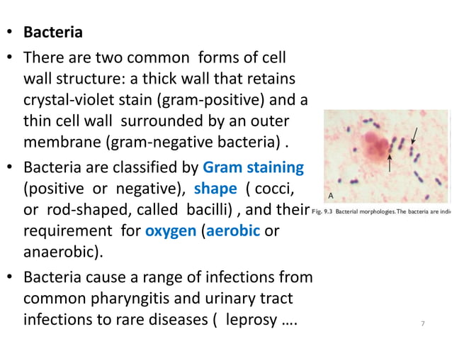 chap 5 infectious diseases ( pathology) .pdf | Infectious Diseases | Diseases and Conditions
