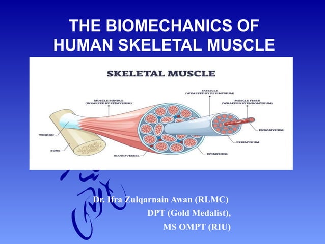 Chap 6 "Human Biomechanics: Skeletal Muscles" | PPT