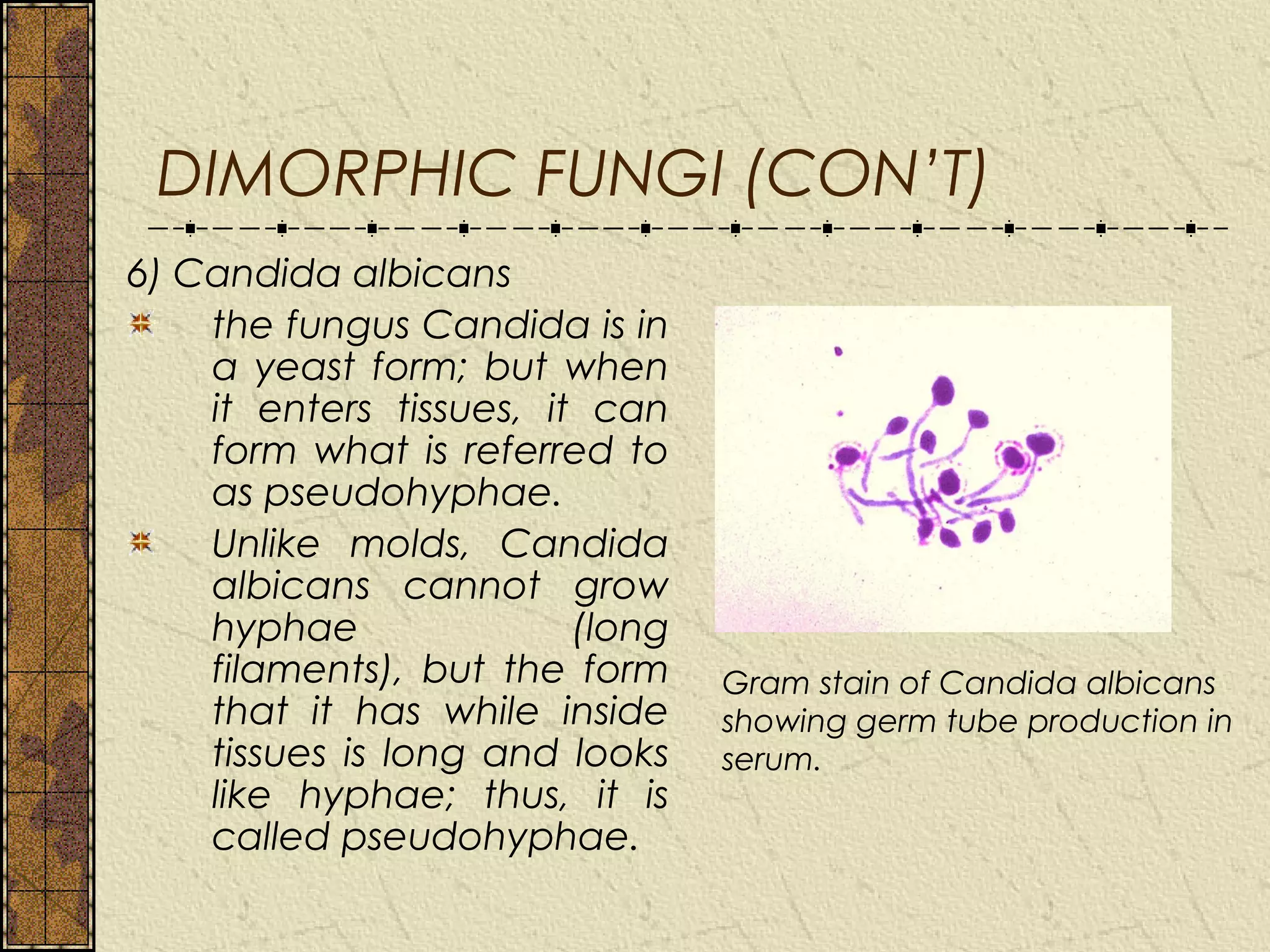 Chap 6 dimorphism | PPT
