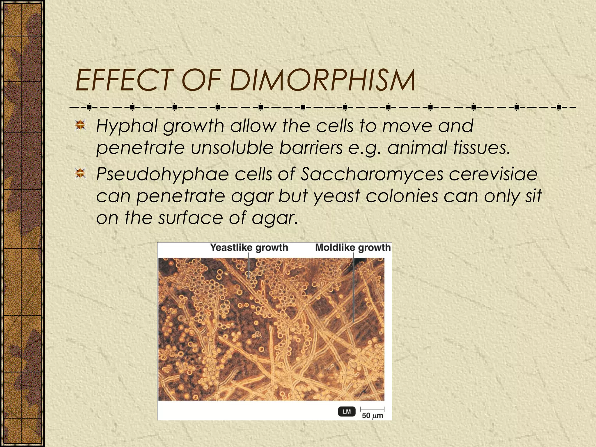 Chap 6 dimorphism | PPT