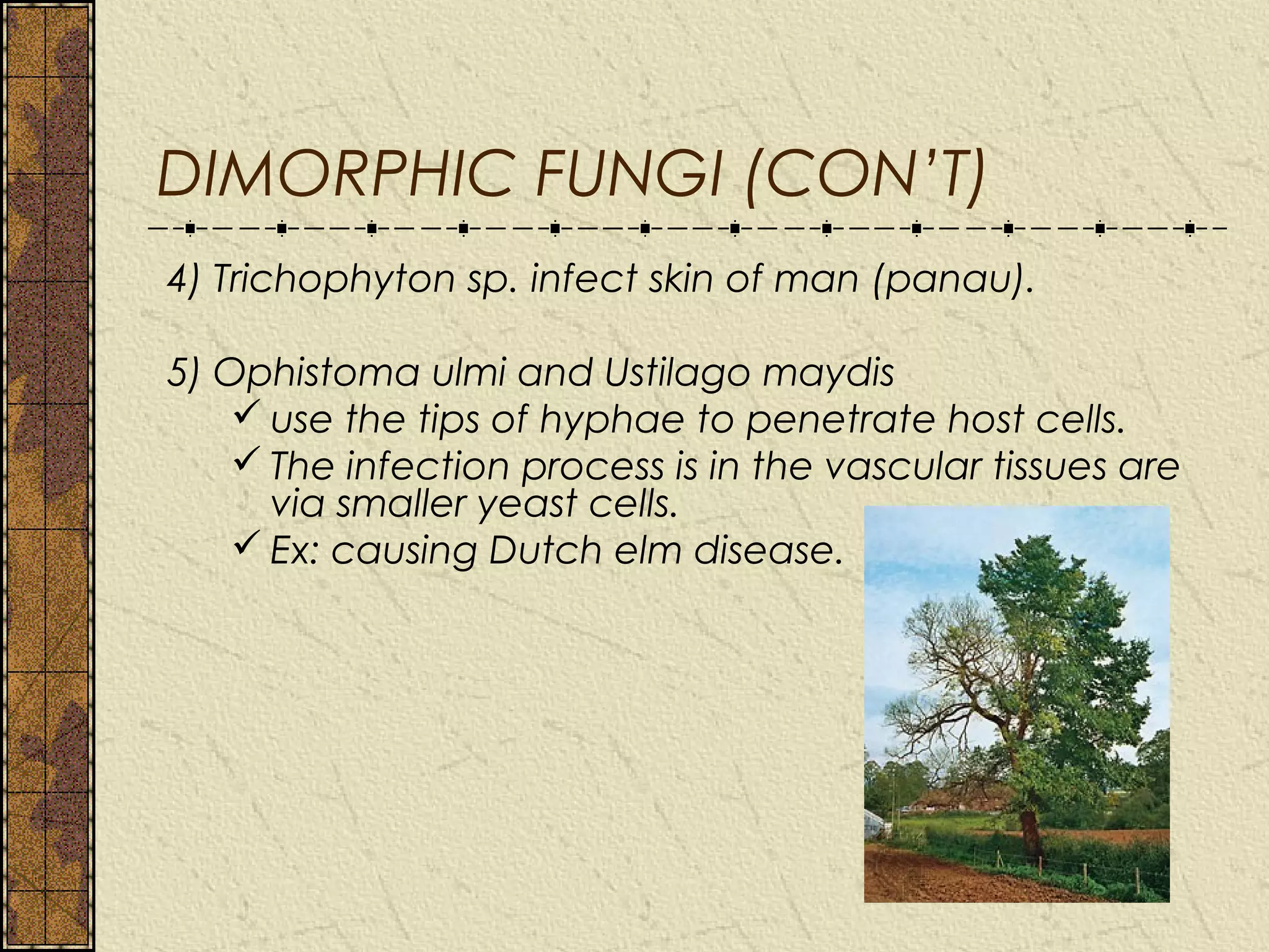 Chap 6 dimorphism | PPT