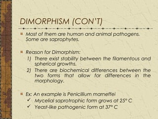 Chap 6 dimorphism | PPT