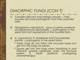 Chap 6 dimorphism | PPT