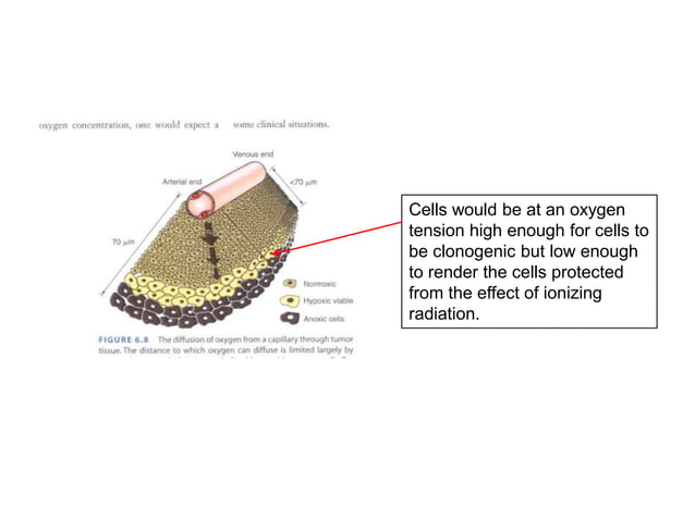 Chap6 oxygen effect and reoxygenation | PPTX