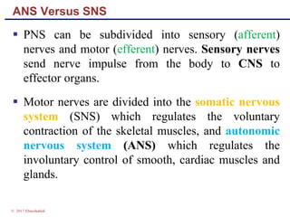 Autonomic Nervous System | PDF