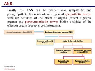 Autonomic Nervous System | PDF