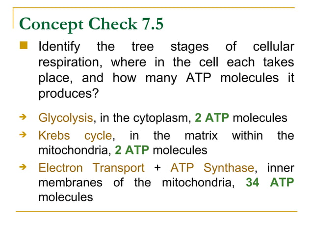 Chap 7 concept checks | PPT