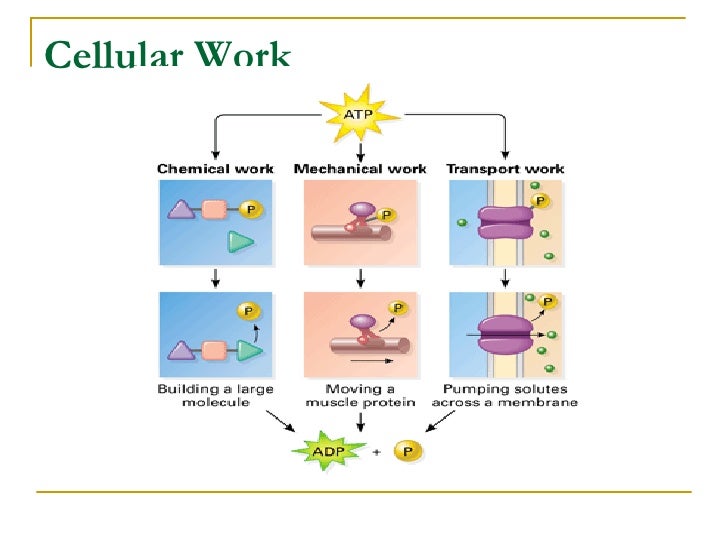 Chap 7 concept checks