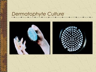 Chap 7 fungi and other organism (human) | PPT