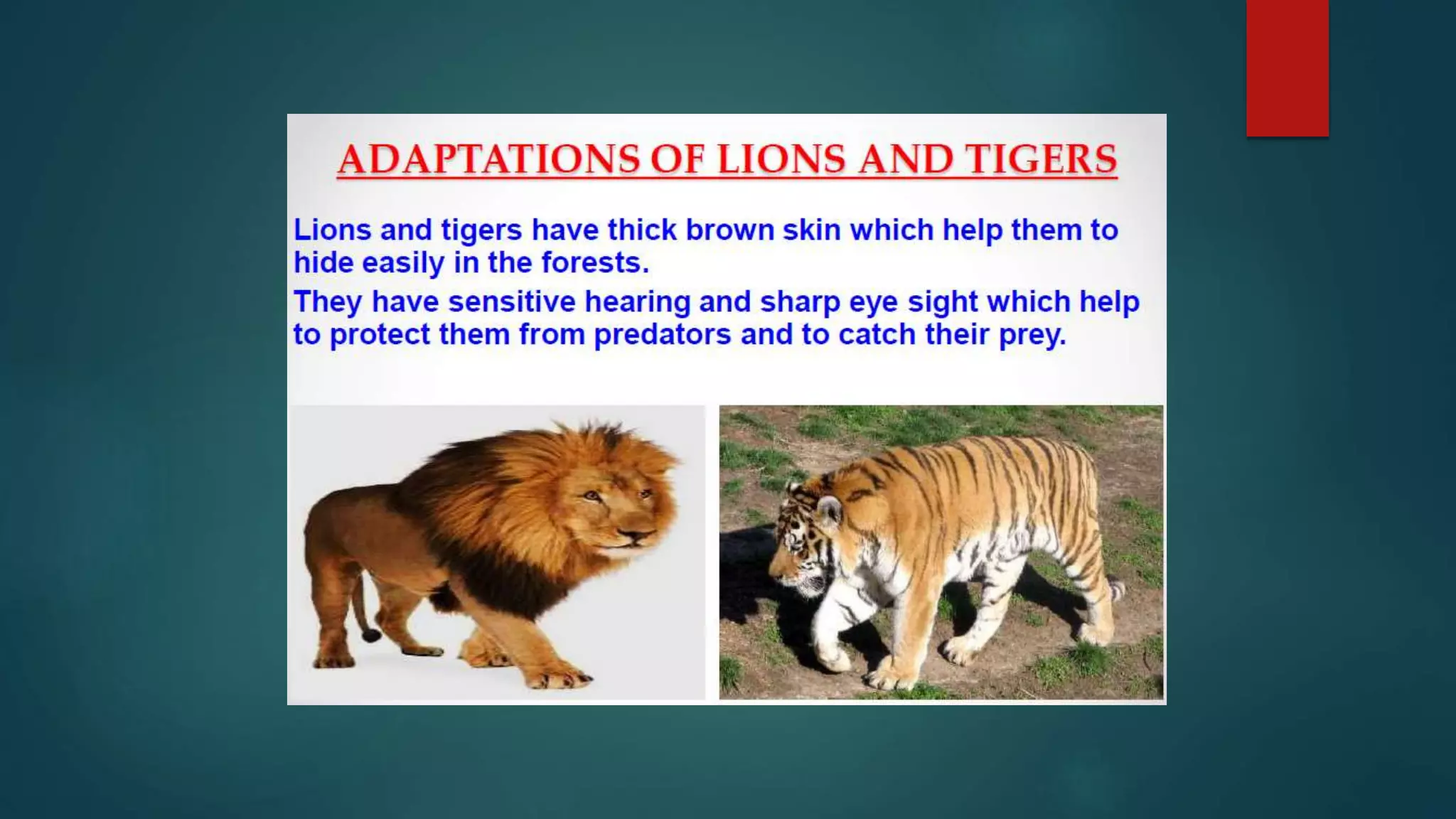 Chap 7 weather, climate and adaptations of animals to climate | PPT