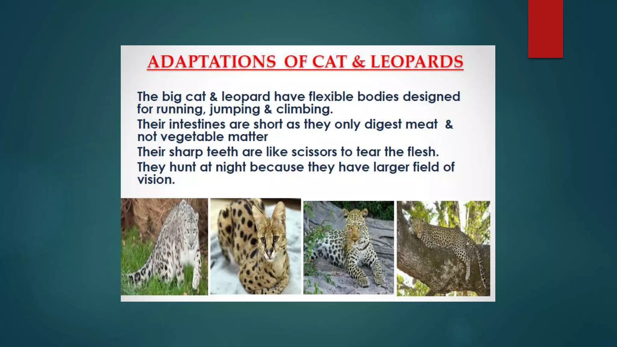 Chap 7 weather, climate and adaptations of animals to climate | PPTX
