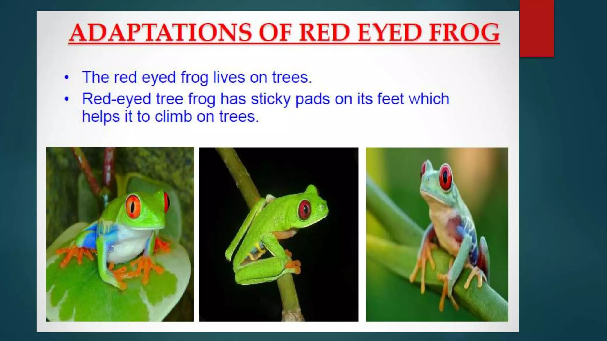 Chap 7 weather, climate and adaptations of animals to climate | PPTX