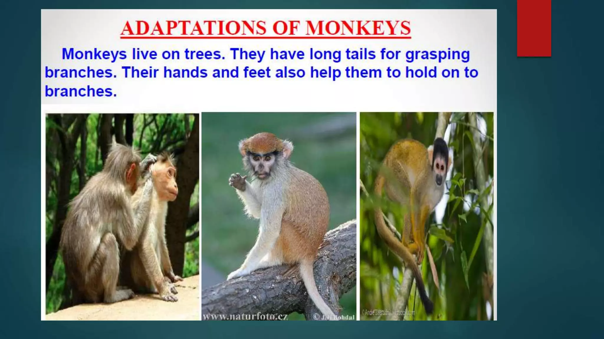 Chap 7 weather, climate and adaptations of animals to climate | PPT