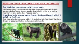 Chap 7 weather, climate and adaptations of animals to climate | PPTX