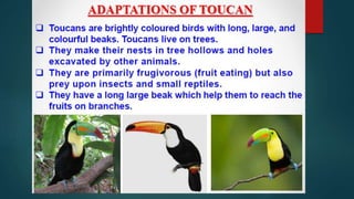 Chap 7 weather, climate and adaptations of animals to climate | PPTX