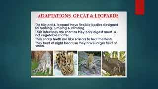 Chap 7 weather, climate and adaptations of animals to climate | PPT