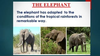 Chap 7 weather, climate and adaptations of animals to climate | PPTX