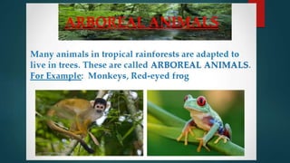 Chap 7 weather, climate and adaptations of animals to climate | PPTX