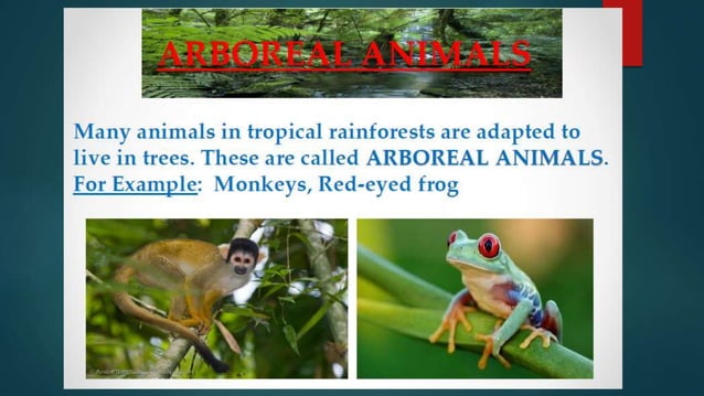 Chap 7 weather, climate and adaptations of animals to climate | PPT