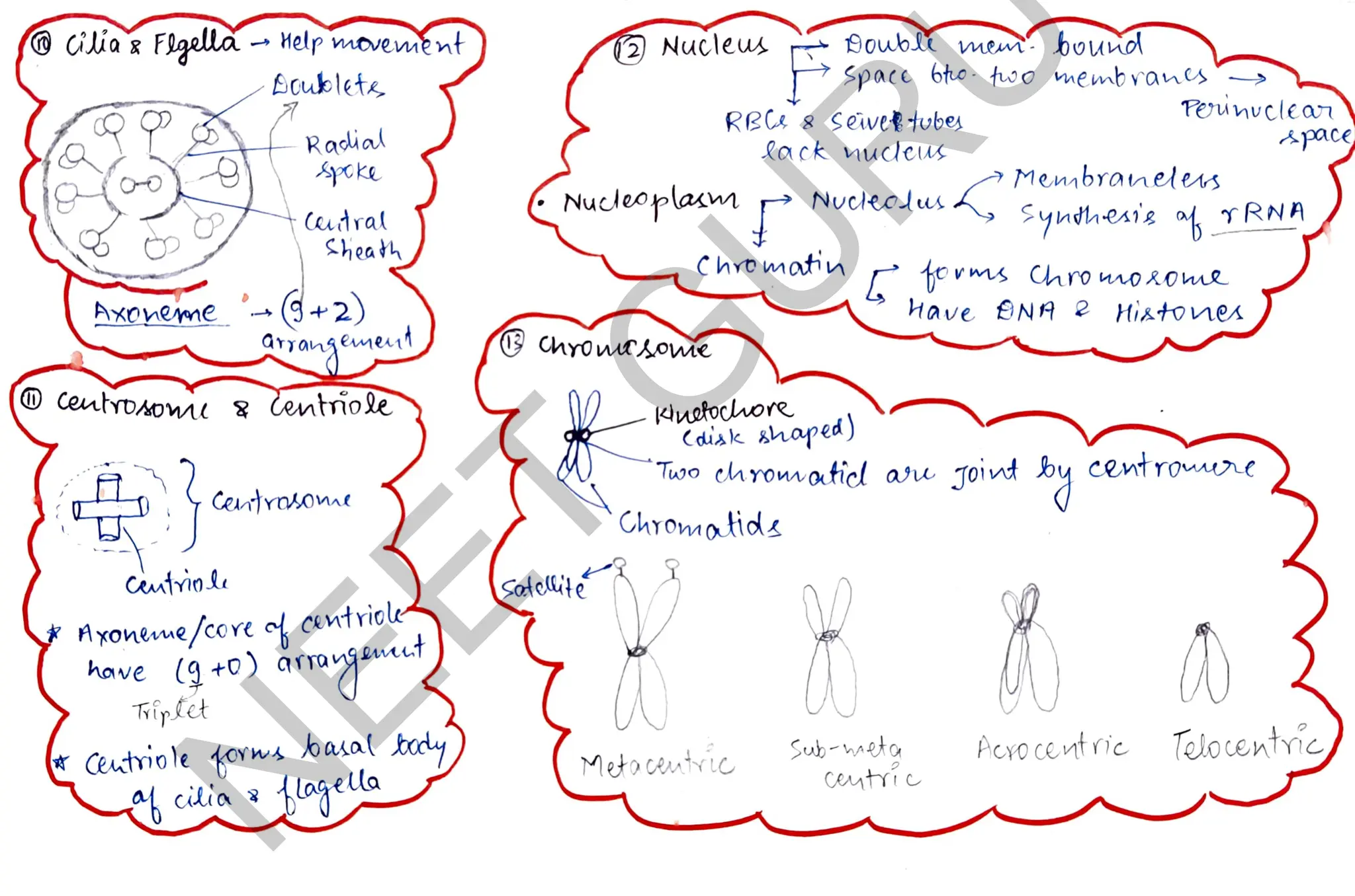 Chap 8 Cell the unit of life class 11 NCERT NEET.pdf