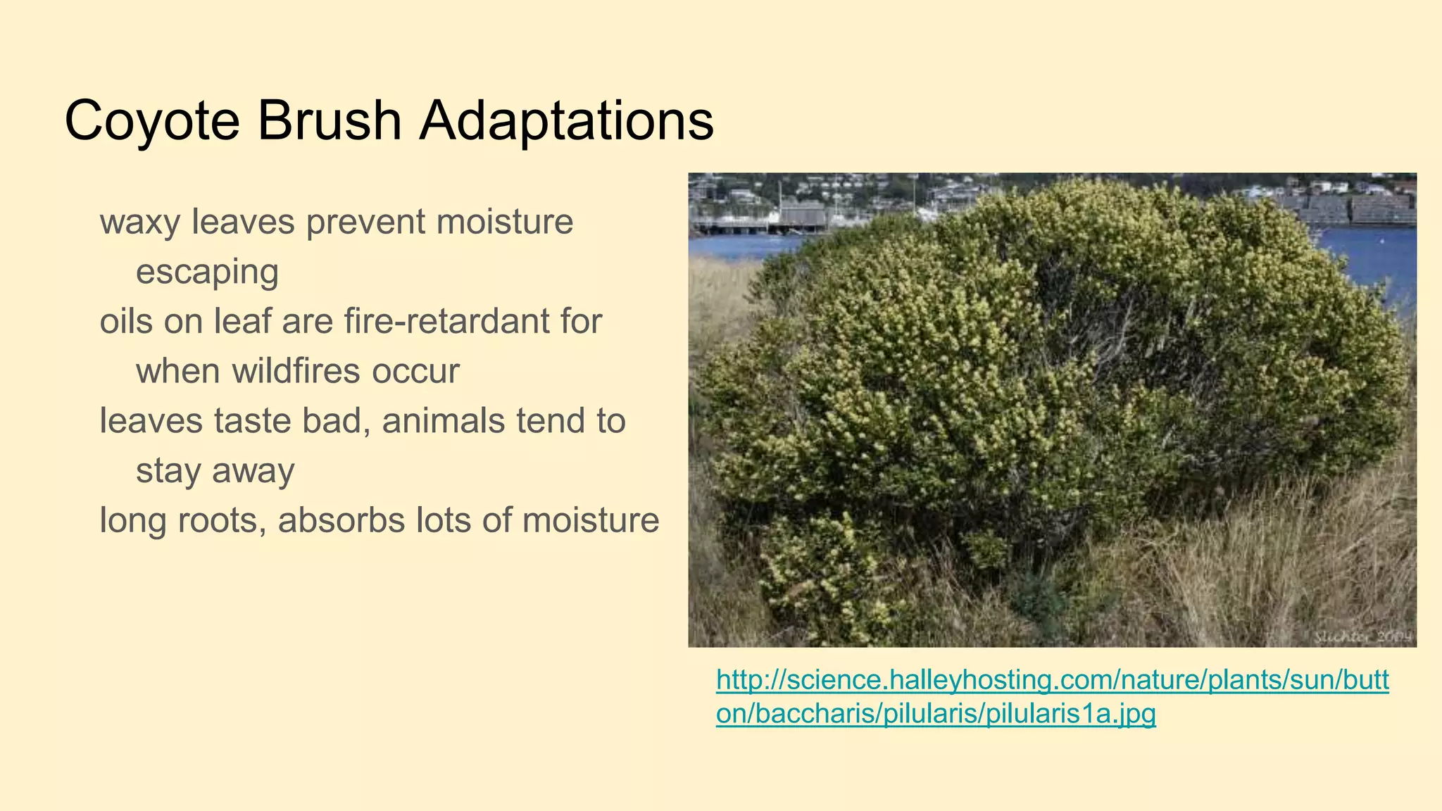 Chaparral biome | PPTX