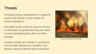 Chaparral biome | PPTX