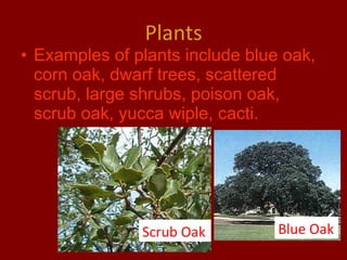 Chaparral Power Point | PPT