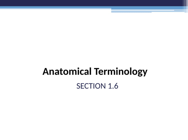 BIO 168 An Introduction to the Human Body | PPTX | Lung and Respiratory ...