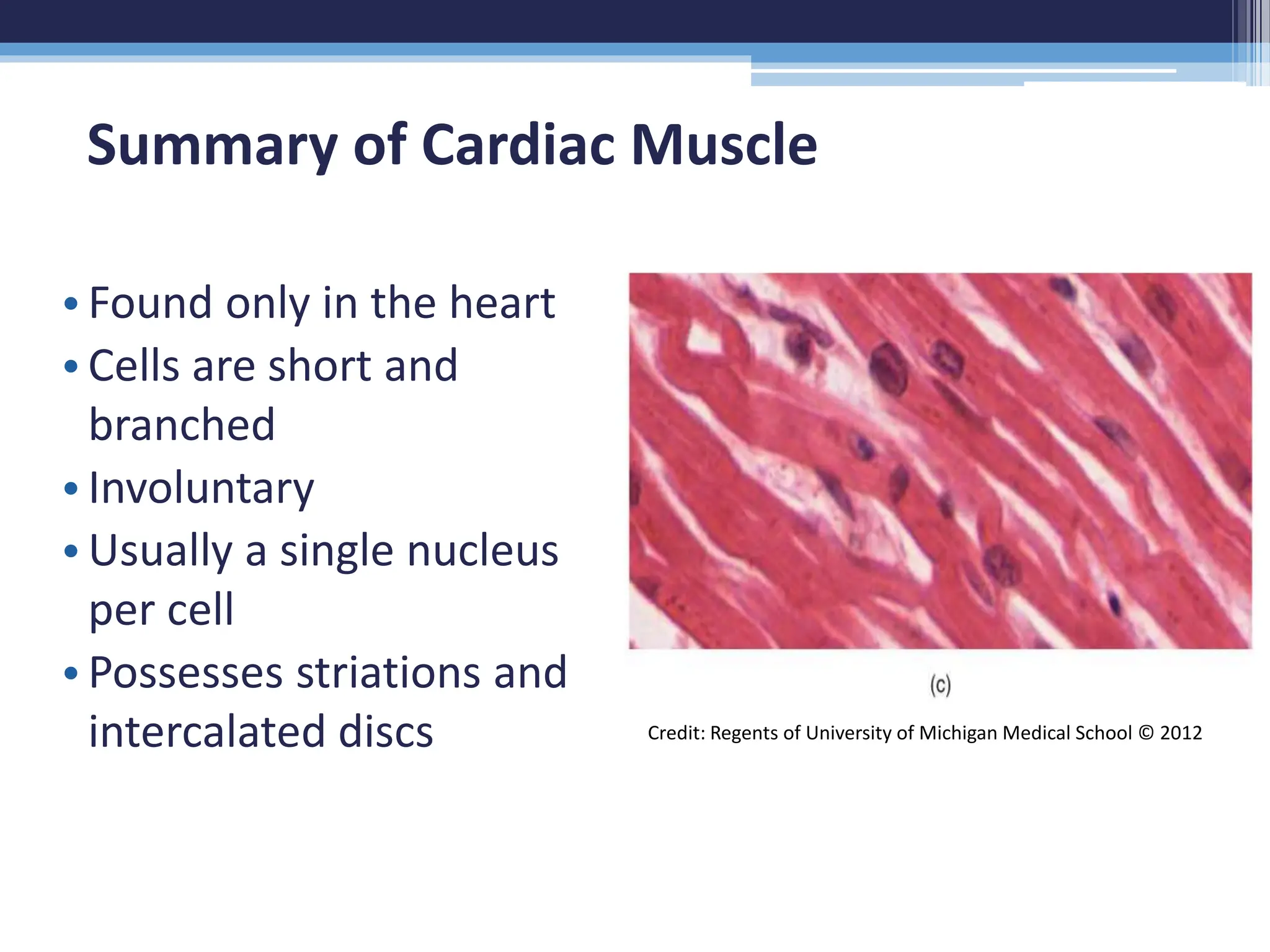 Anatomy & Physiology 2e Chapter 10 Muscle Tissue | PPTX