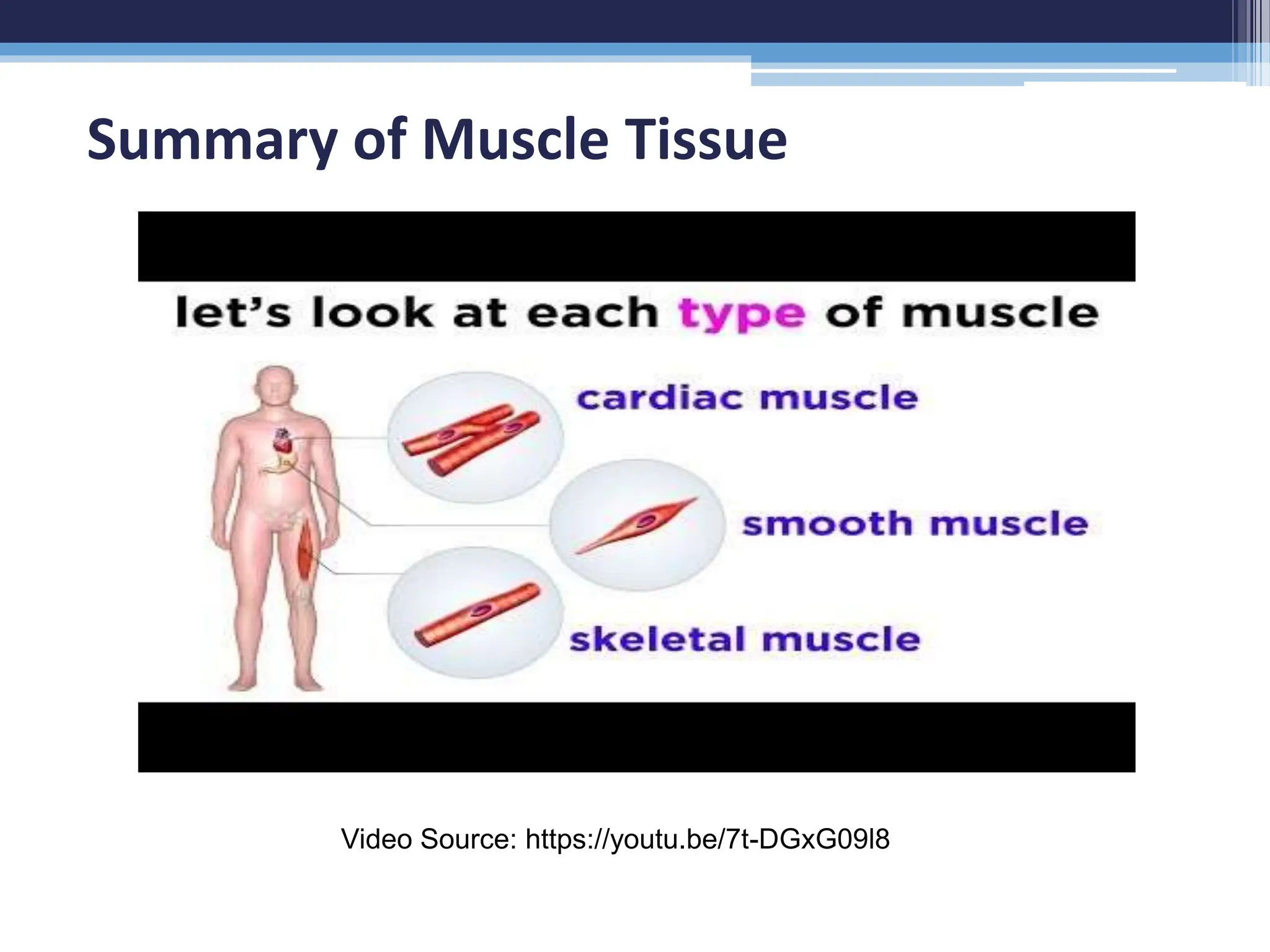 Anatomy & Physiology 2e Chapter 10 Muscle Tissue | PPTX