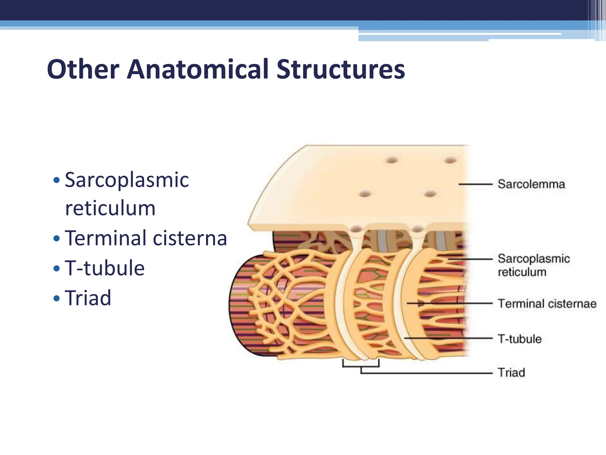 Anatomy & Physiology 2e Chapter 10 Muscle Tissue | PPTX