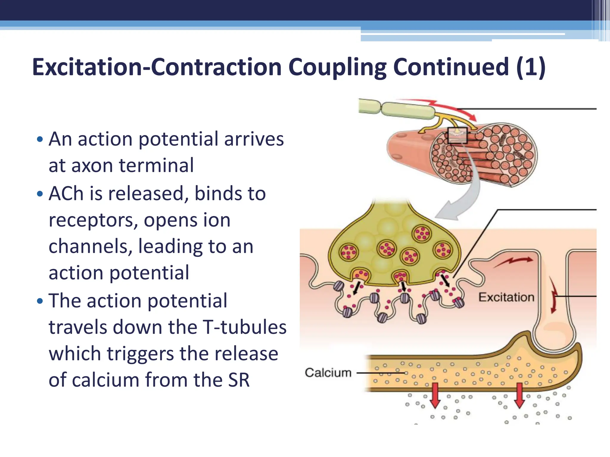 Anatomy & Physiology 2e Chapter 10 Muscle Tissue | PPTX