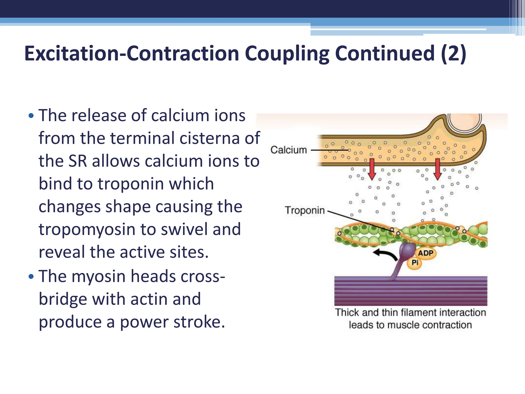 Anatomy & Physiology 2e Chapter 10 Muscle Tissue | PPTX