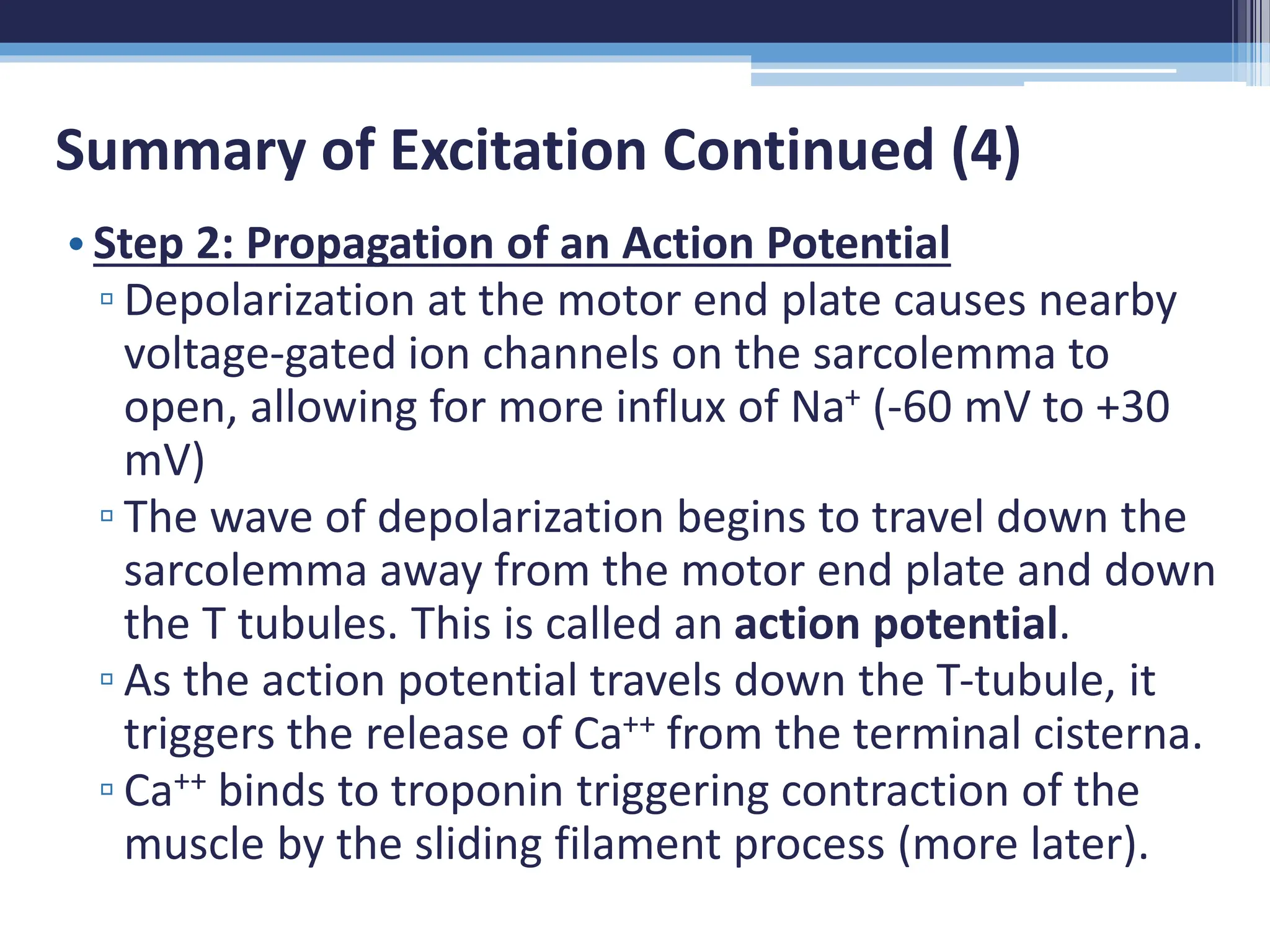 Anatomy & Physiology 2e Chapter 10 Muscle Tissue | PPTX