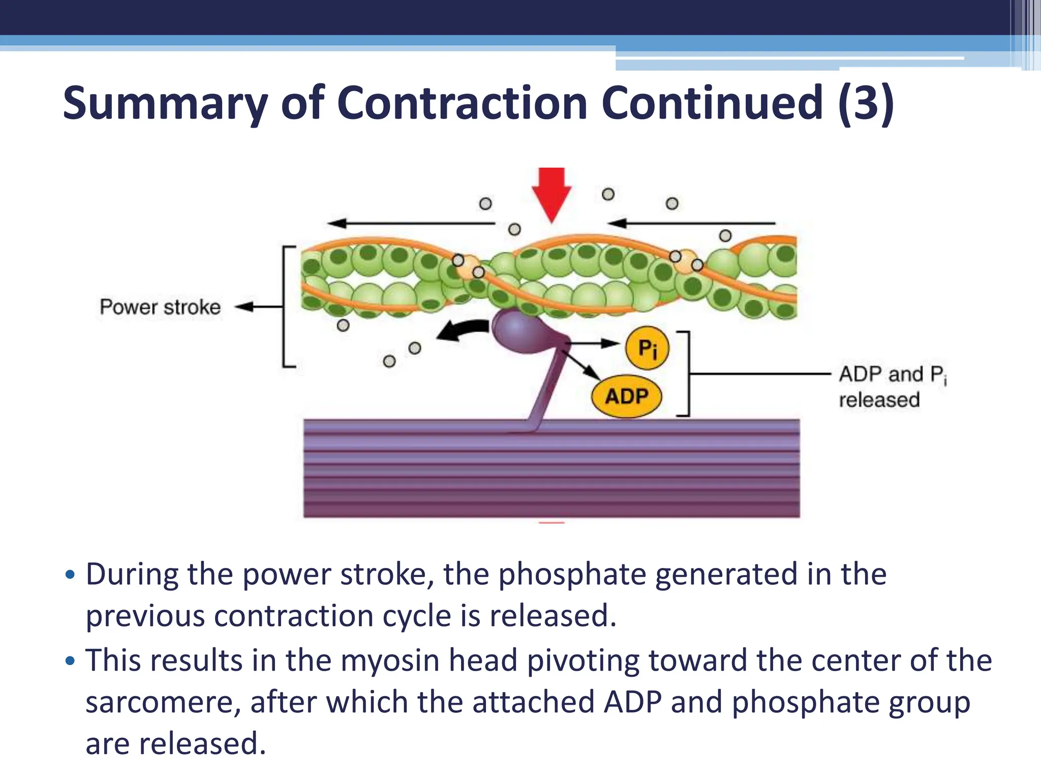 Anatomy & Physiology 2e Chapter 10 Muscle Tissue | PPTX
