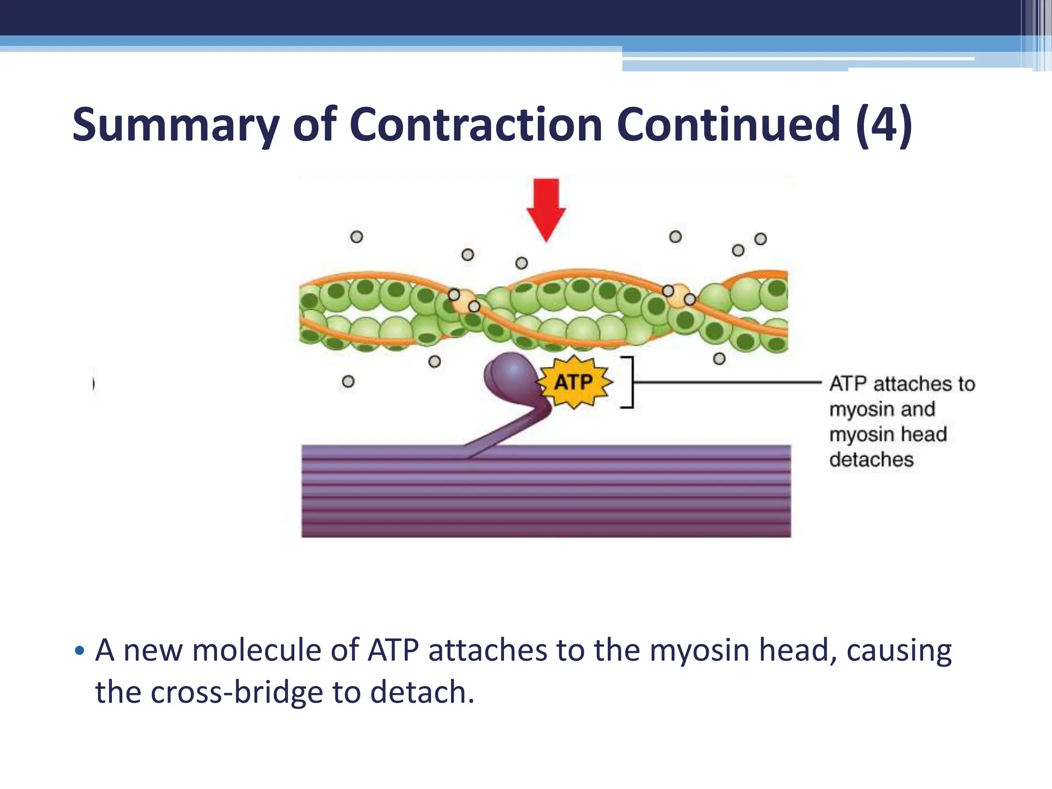 Anatomy & Physiology 2e Chapter 10 Muscle Tissue | PPTX