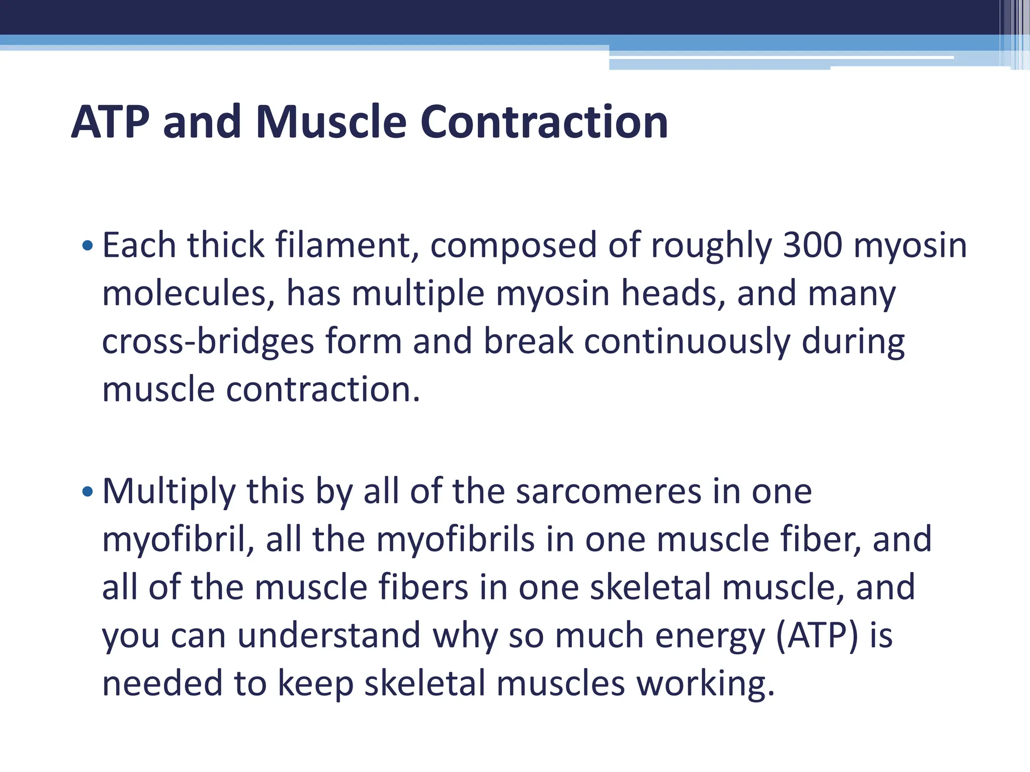Anatomy & Physiology 2e Chapter 10 Muscle Tissue | PPTX