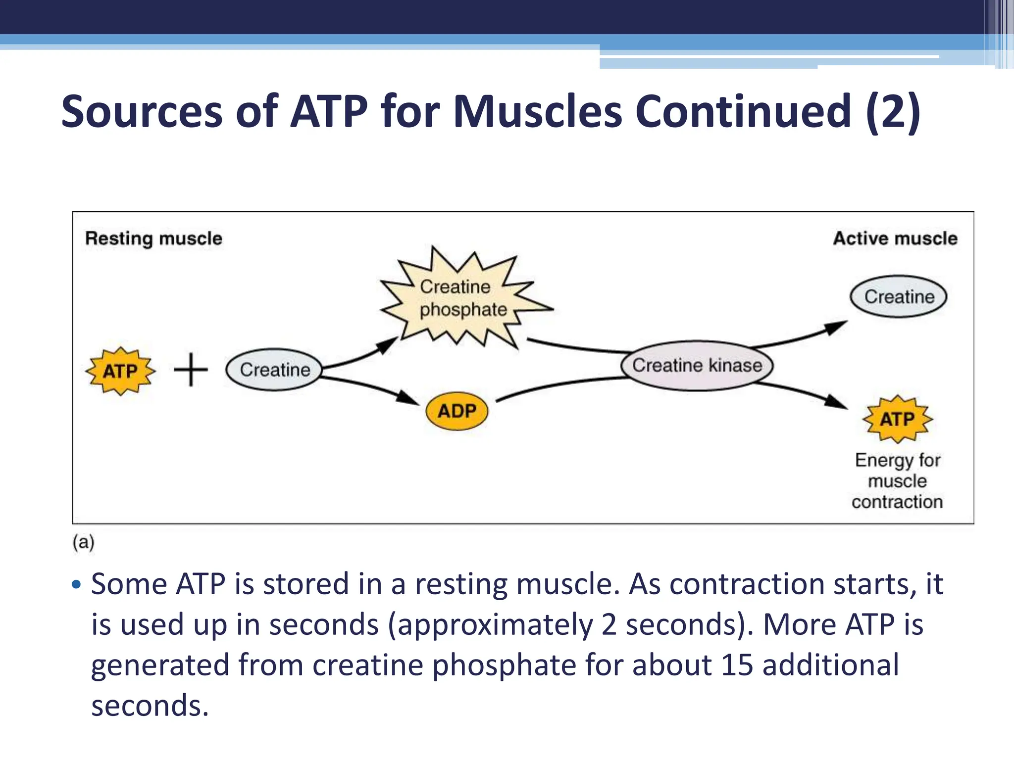 Anatomy & Physiology 2e Chapter 10 Muscle Tissue | PPTX