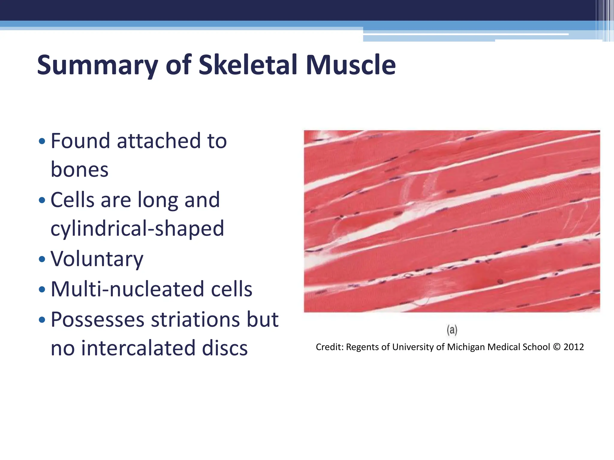 Anatomy & Physiology 2e Chapter 10 Muscle Tissue | PPTX