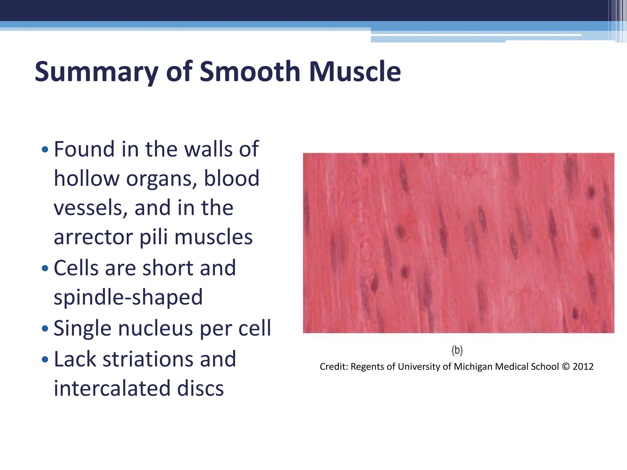 Anatomy & Physiology 2e Chapter 10 Muscle Tissue | PPTX