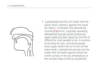 Chapter 3 place of articulation student | PDF