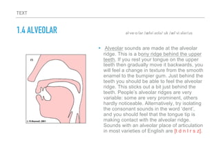 Chapter 3 place of articulation student | PDF