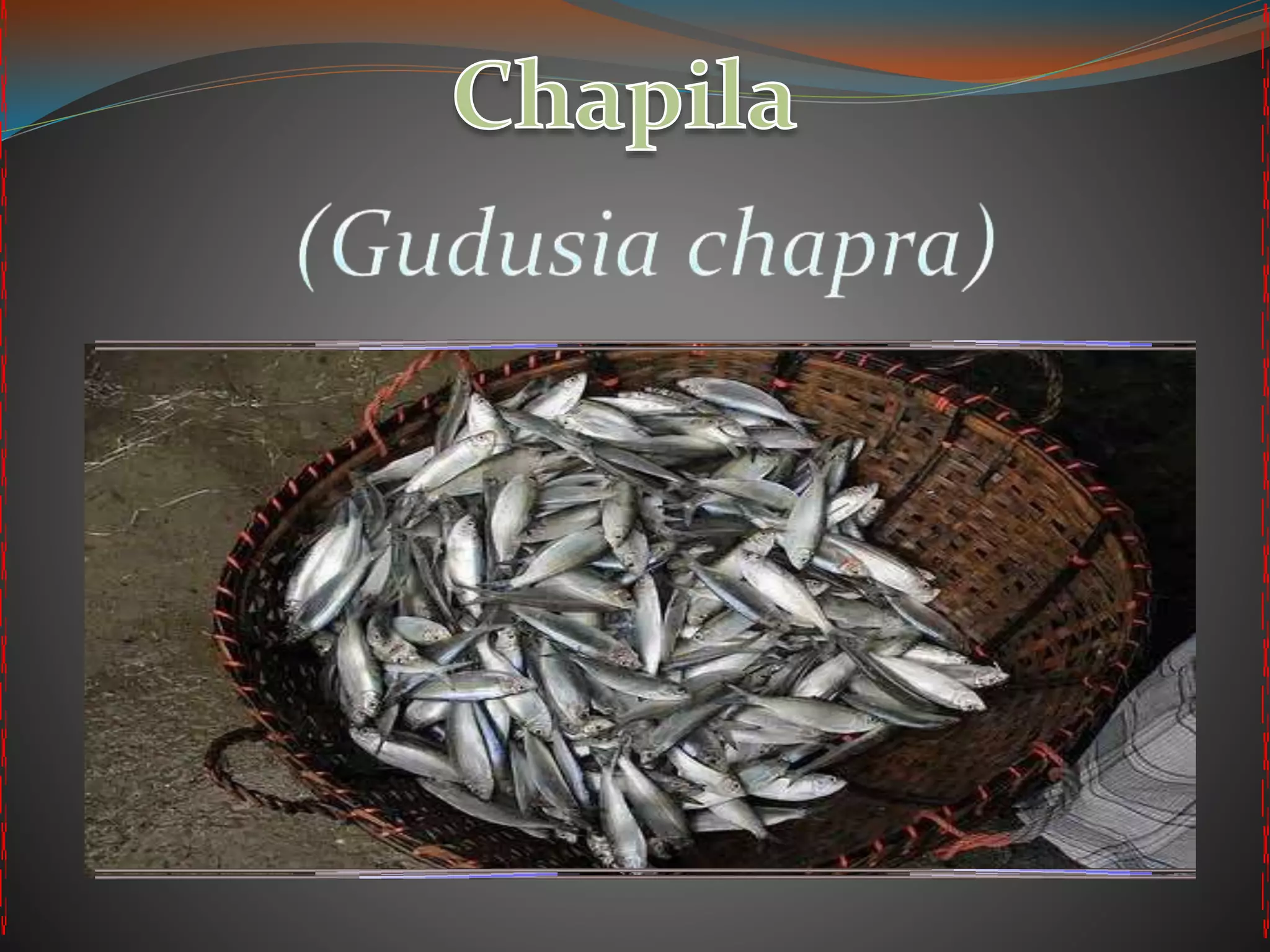 Chapila(gudusia chapra) | PPTX