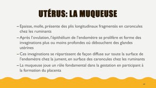 anatomie fonctionnele apppareil genital femmChapitre_IV_PPT.pdf