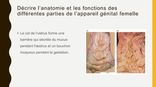 anatomie fonctionnele apppareil genital femmChapitre_IV_PPT.pdf