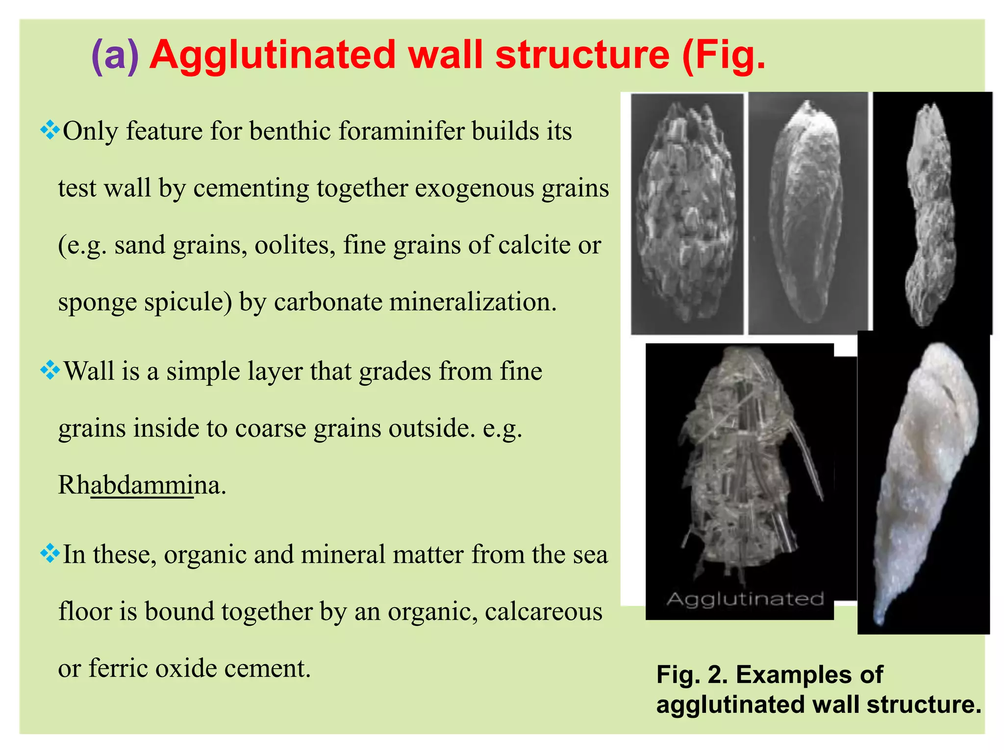 chapt. 6 Foraminifera - Copy.pptx