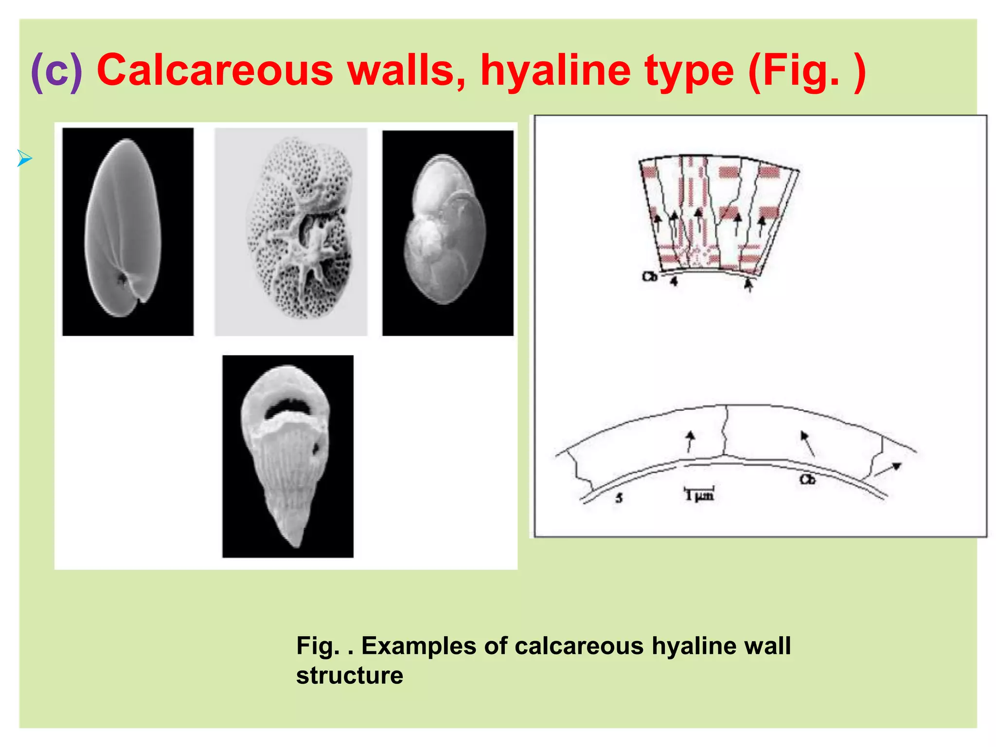chapt. 6 Foraminifera - Copy.pptx