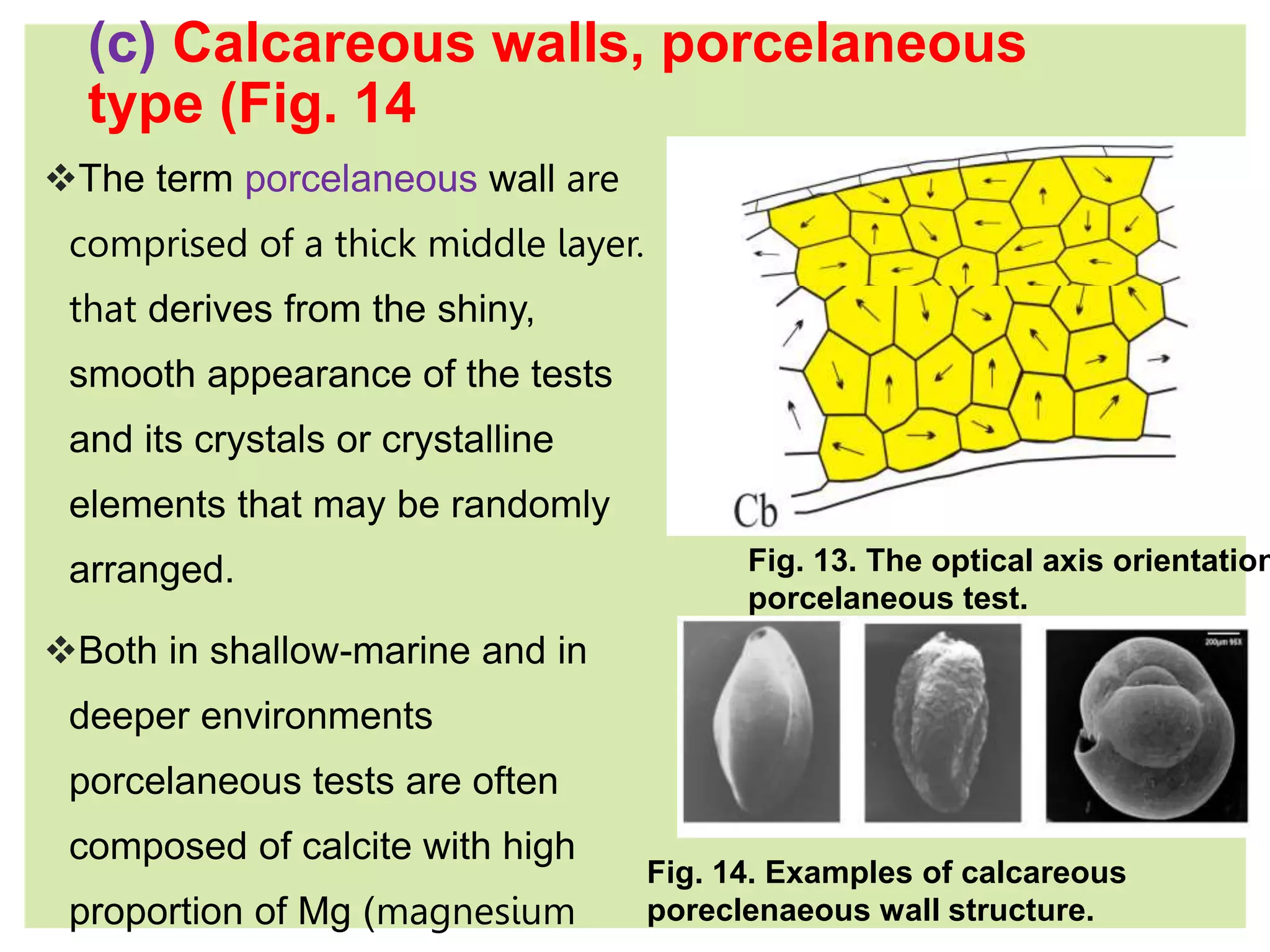 chapt. 6 Foraminifera - Copy.pptx